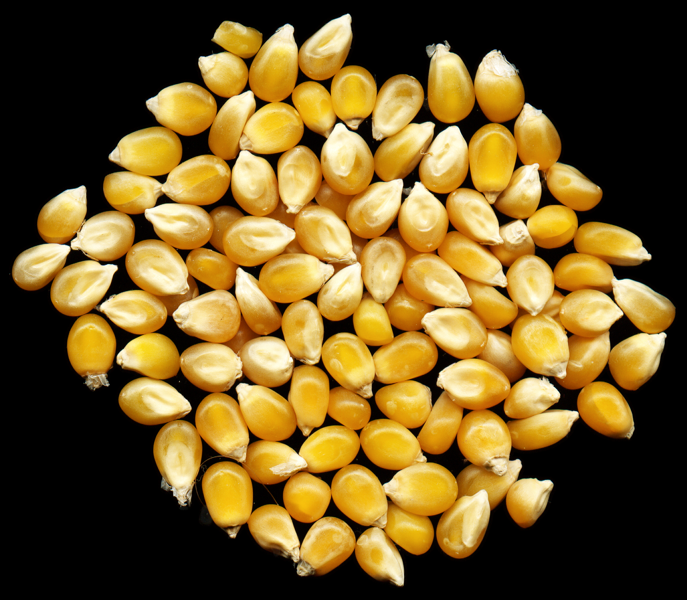 Deer Corn Deer Corn